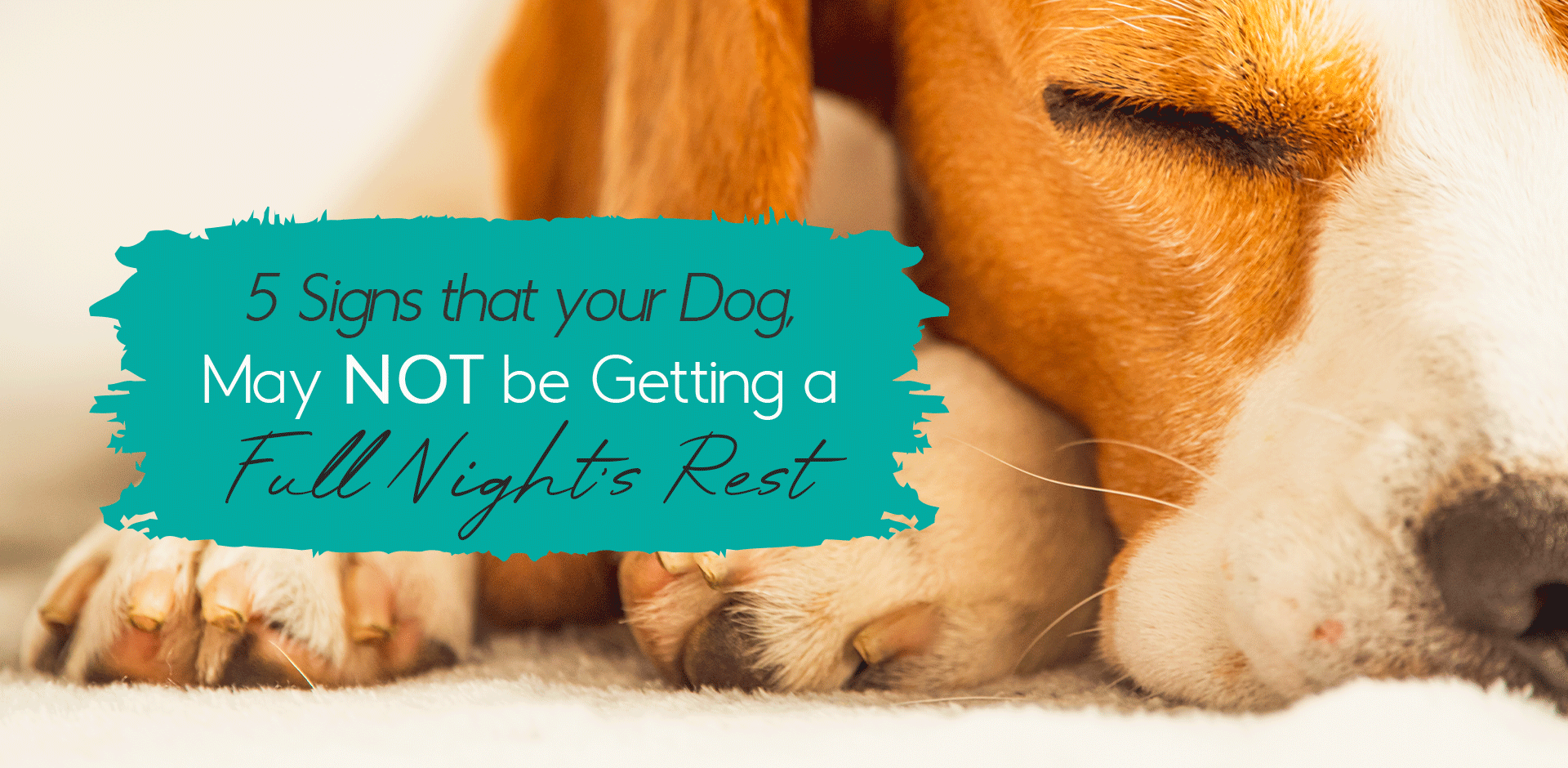 [BLOG] 5 Signs Your Dog Is Struggling To Sleep & How To Fix It - From ...
