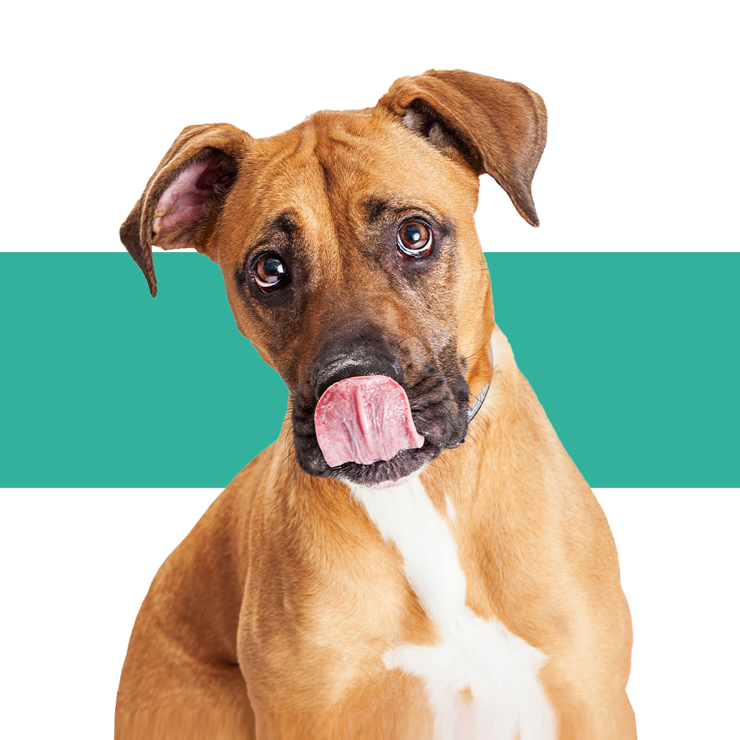 Dog Treats like biltong boytjies doggy drywors, pet biltong, dog ...